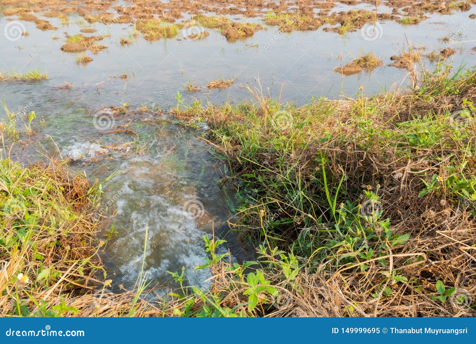 Underground Water Flow in To Plantation Stock Image - Image of country ...