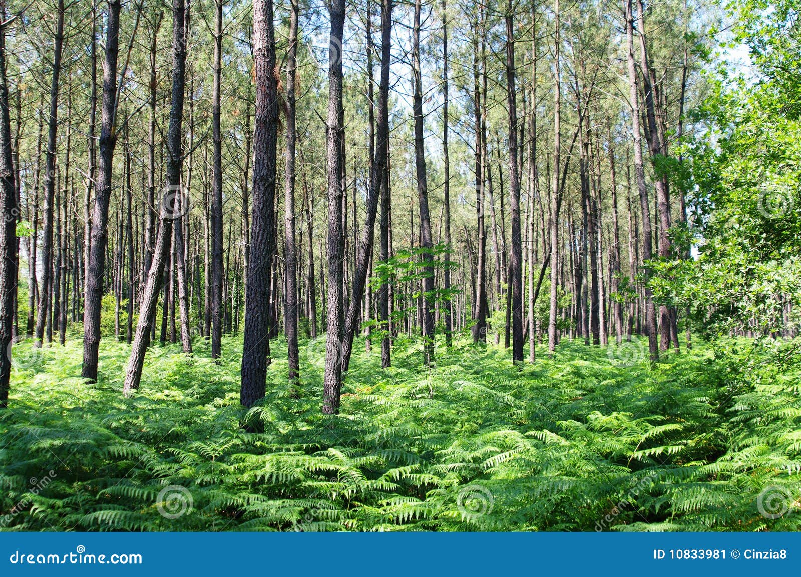 Undergrowth stock image. Image of agriculture, industry - 10833981