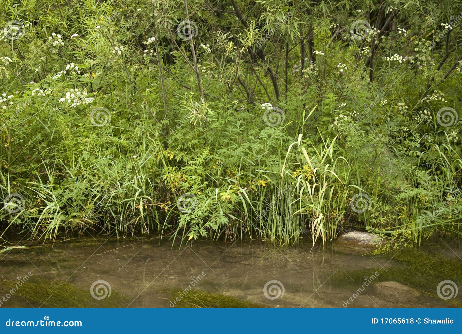 Undergrowth stock photo. Image of fluid, ecological, green - 17065618
