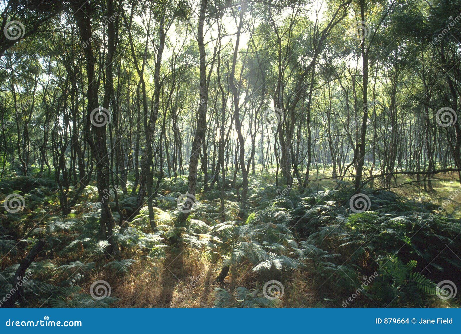 Undergrowth stock photo. Image of undergrowth, copse, forest - 879664