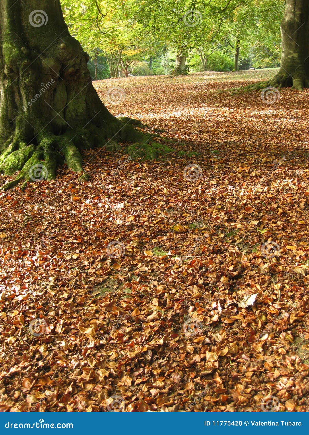 Undergrowth in autumn stock photo. Image of logs, undergrowth - 11775420