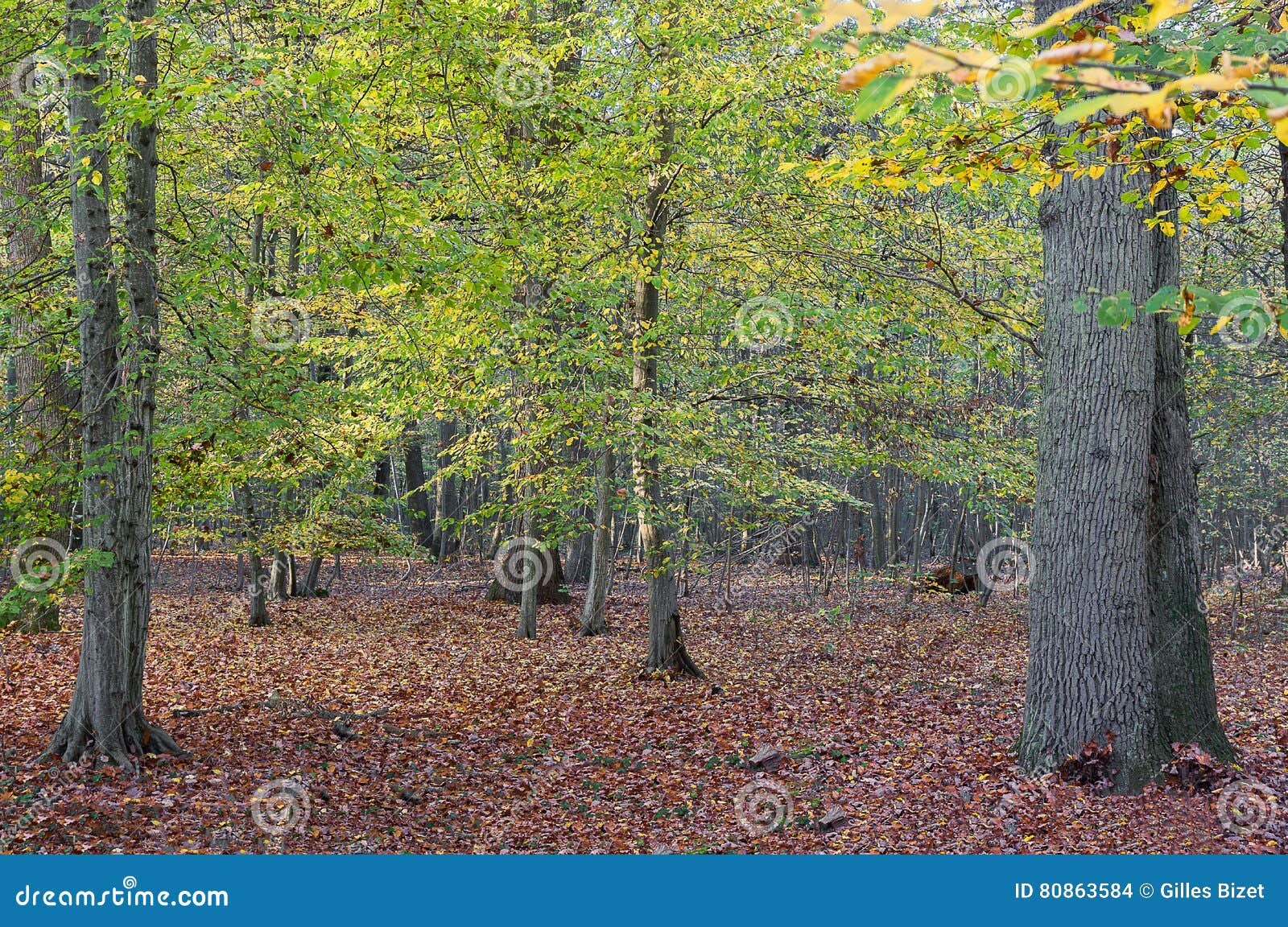 Undergrowth in autumn stock photo. Image of botany, ecology - 80863584