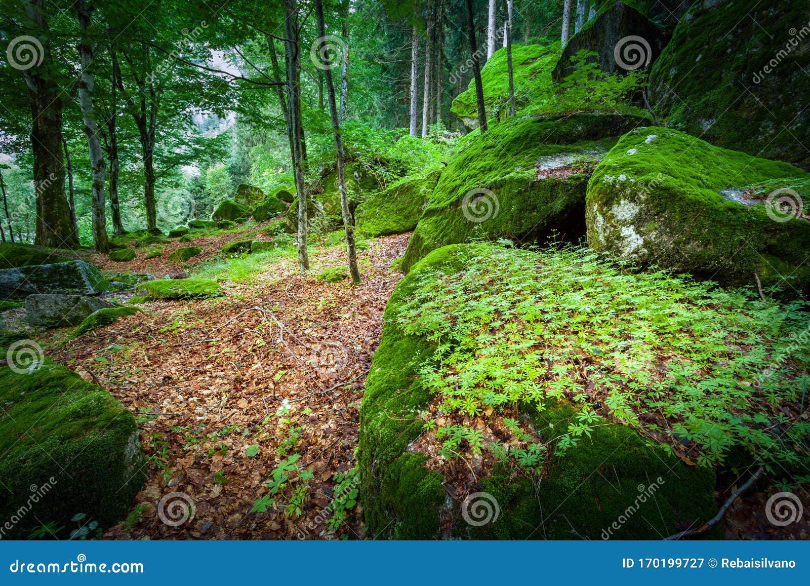 Undergrowth with beech stock image. Image of environment - 170199727