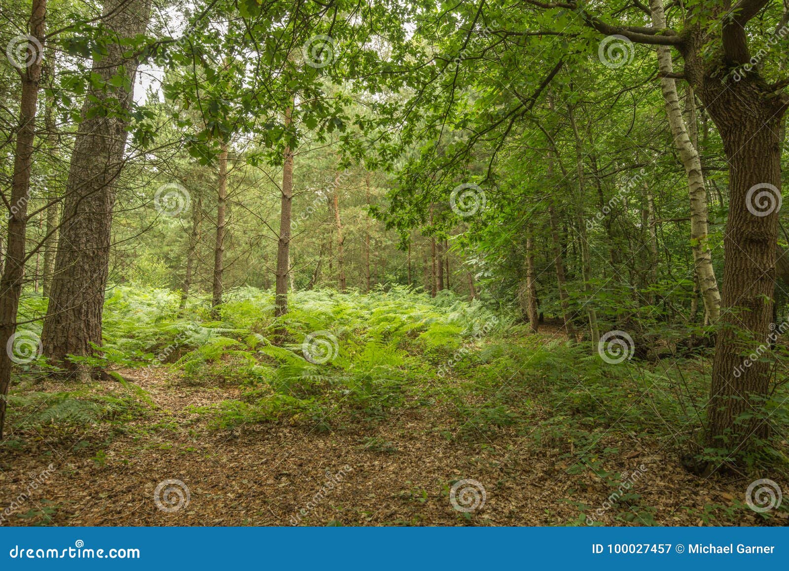 Trees in Black Park stock image. Image of green, black - 100027457