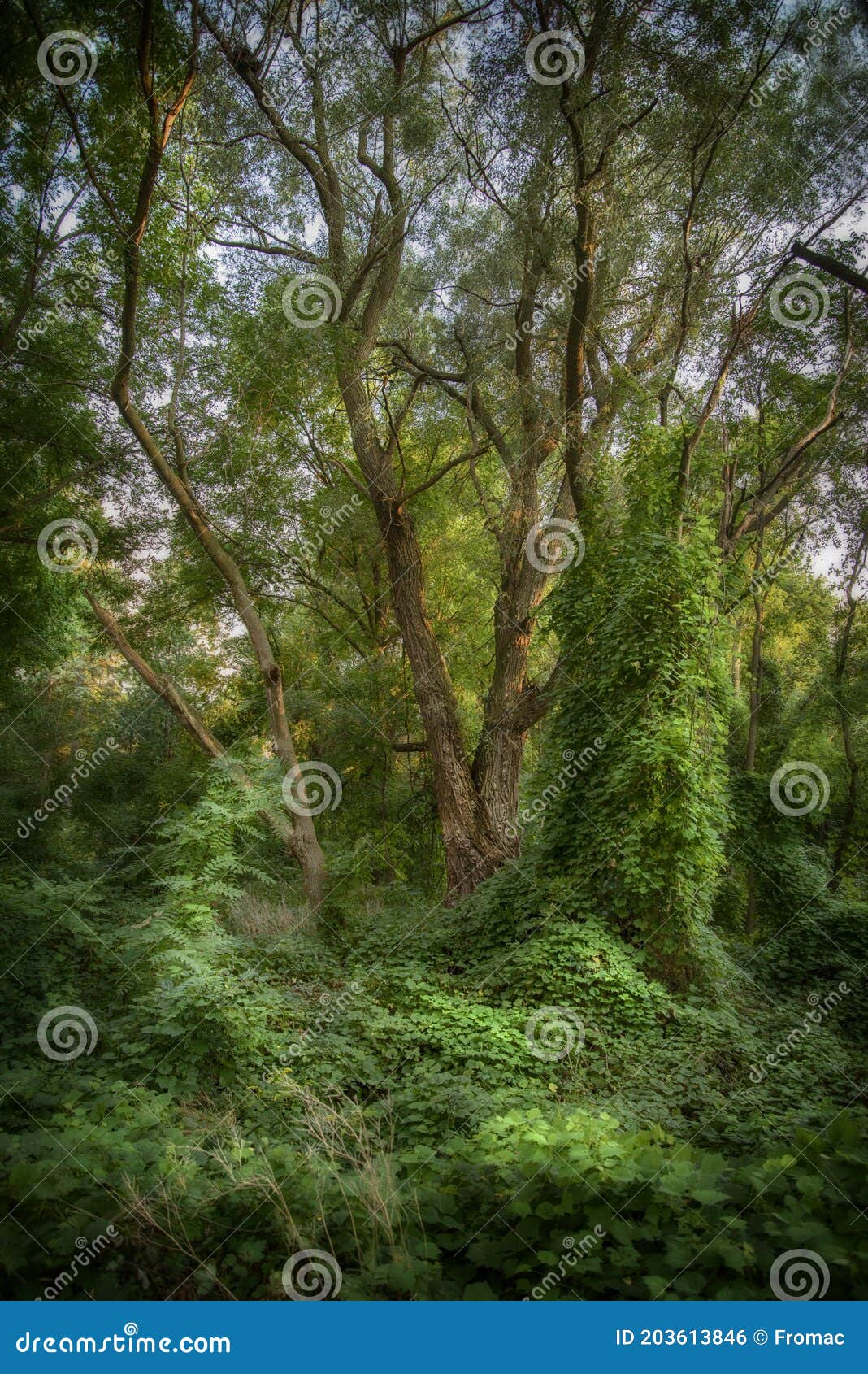 Undergrowth in Colour stock photo. Image of vegetation - 203613846