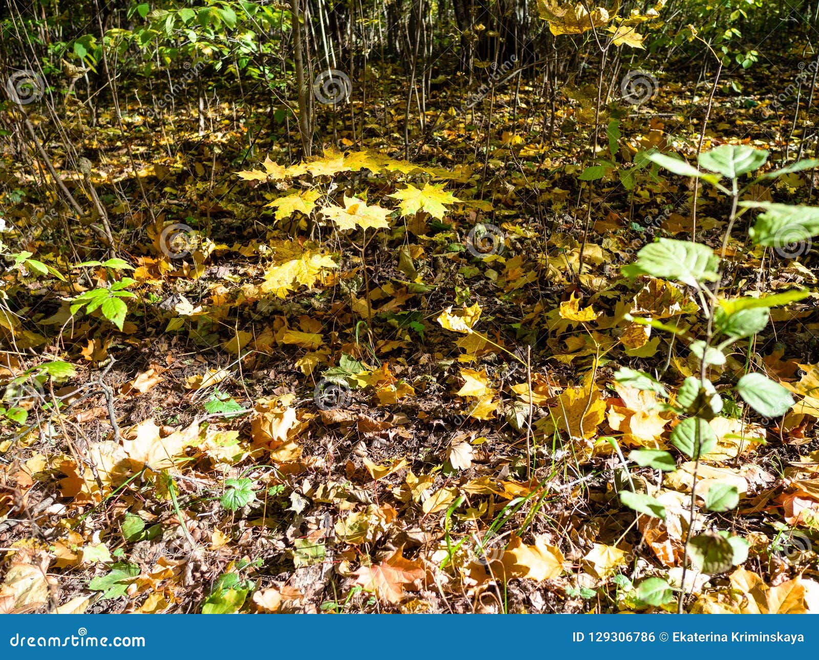 Undergrowth in Forest in Sunny Autumn Day Stock Photo - Image of ...