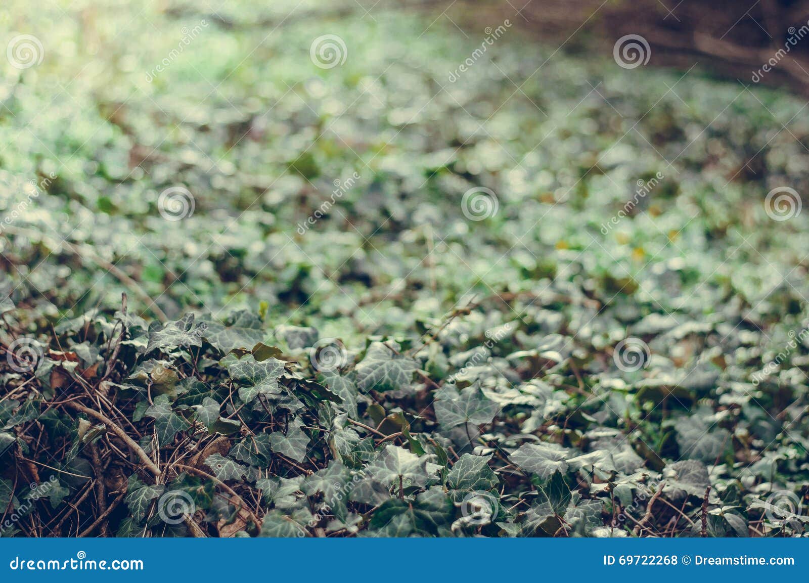 Undergrowth stock photo. Image of small, vegetation, lying - 69722268