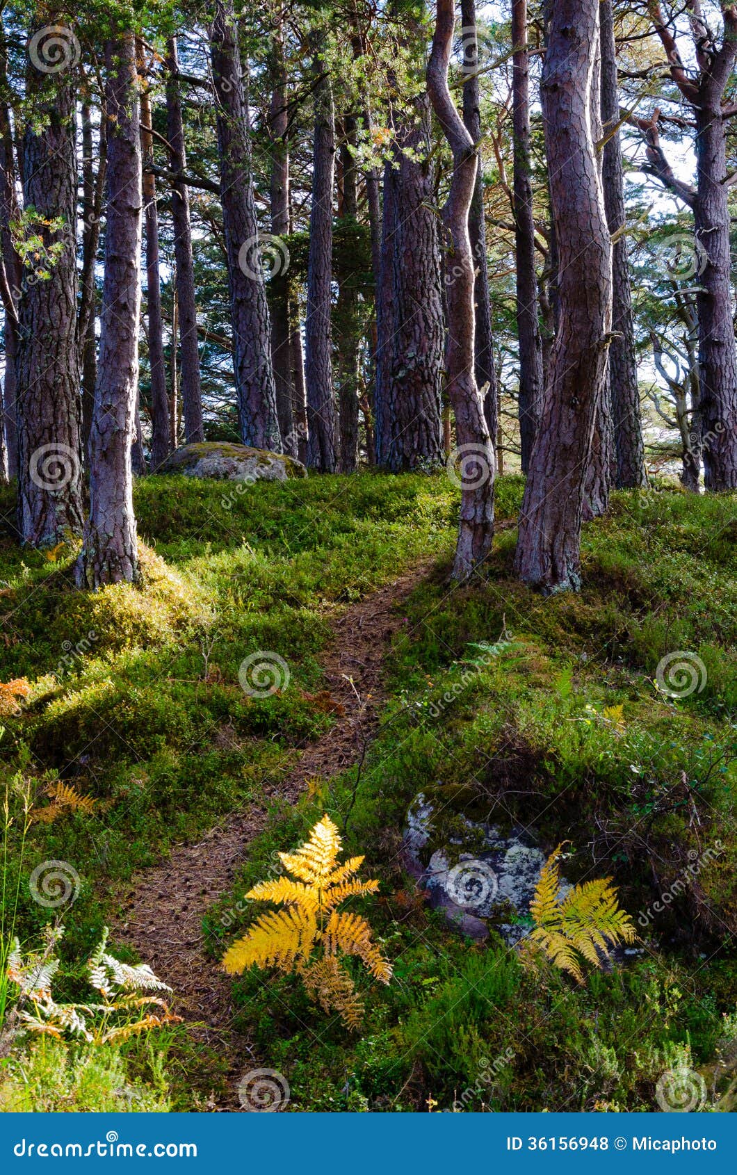 Undergrowth stock photo. Image of scotland, green, tree - 36156948