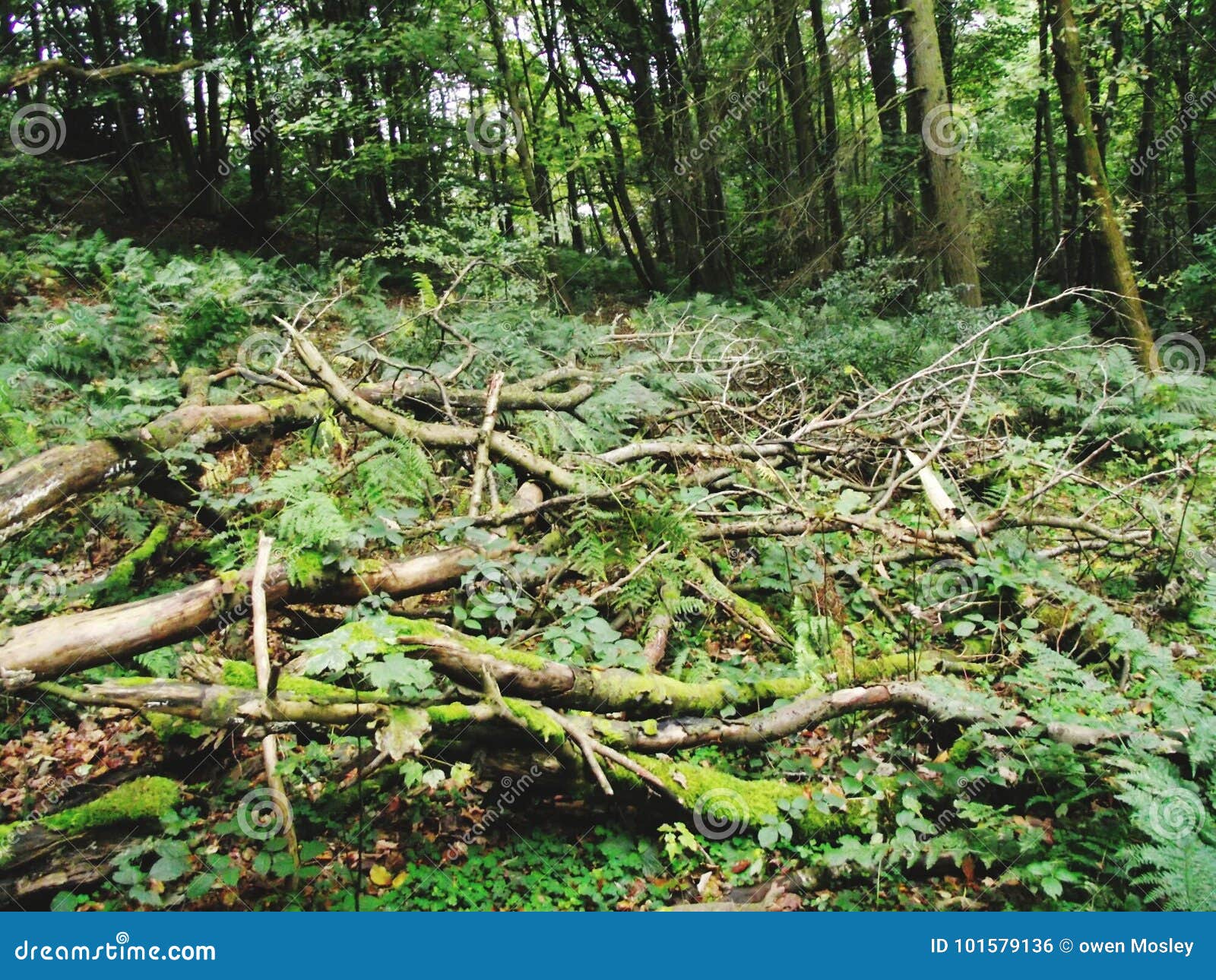 Undergrowth stock photo. Image of brambles, overgrown - 101579136