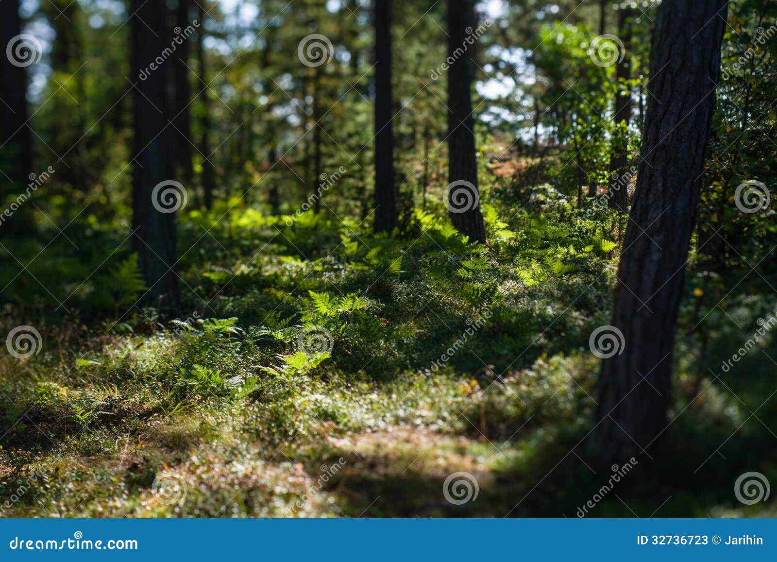 Undergrowth stock image. Image of trunk, green, pinewood - 32736723