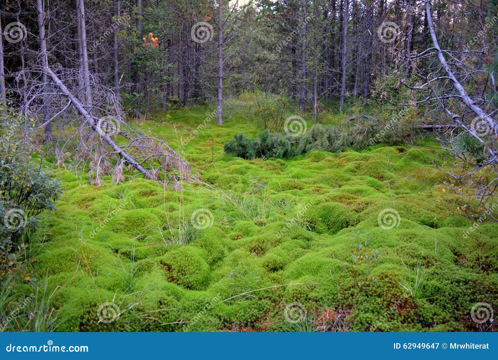 Undergrowth in Swedish Forest Stock Image - Image of trees, plant: 62949647