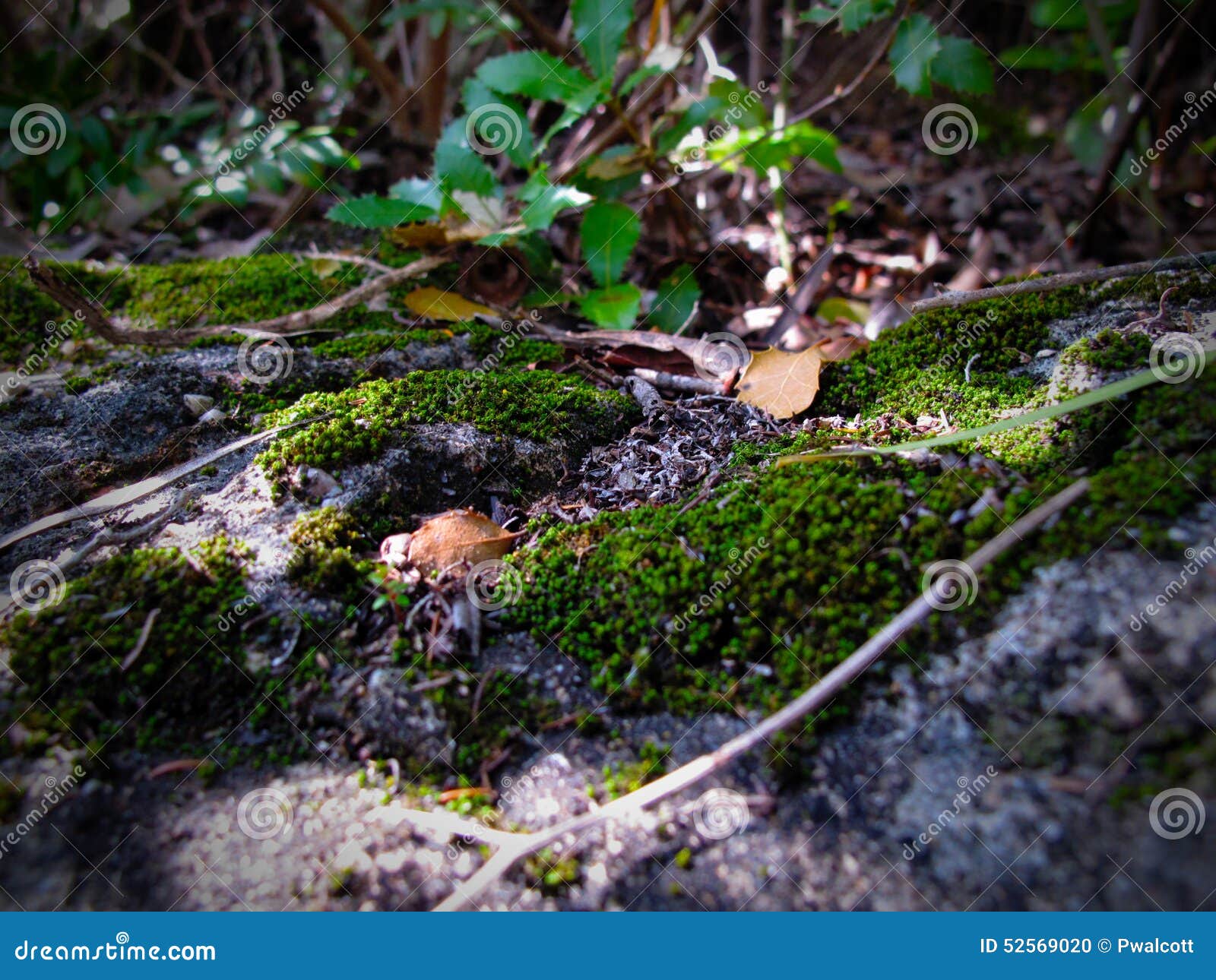 Undergrowth vegetation stock photo. Image of garden, vegetation - 52569020