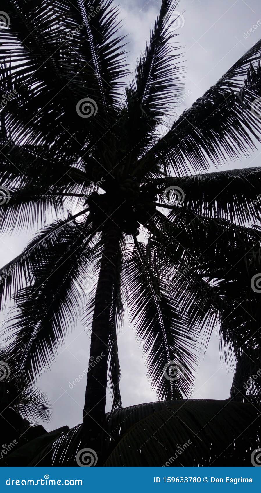 Underneath the Coconut Tree Stock Photo - Image of fruit, tree: 159633780
