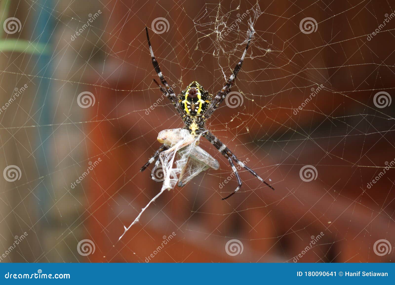 A Spider in Its Web Which Wraps Its Insect for a Later Meal Stock Image ...