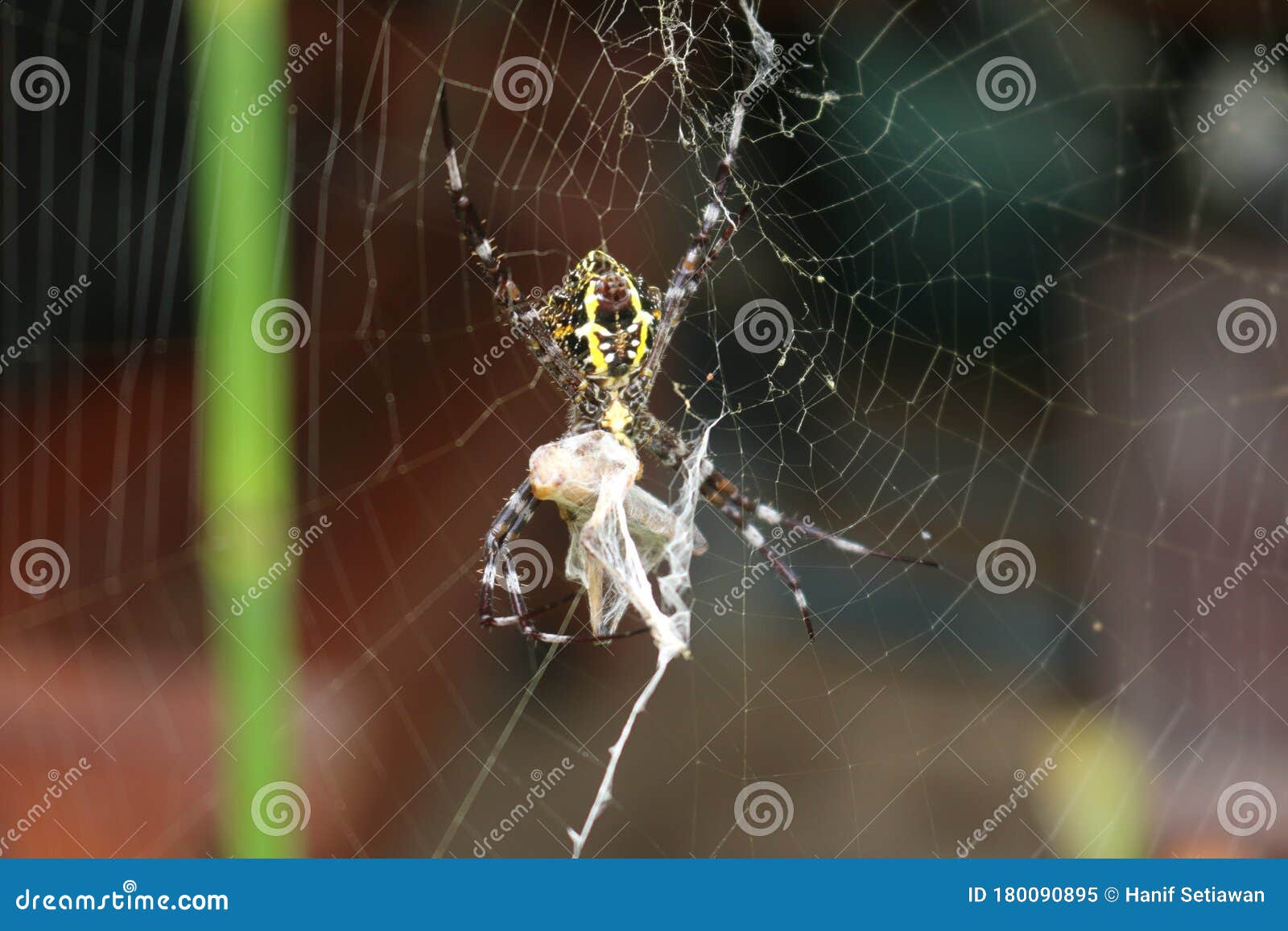 A Spider in Its Web Which Wraps Its Insect for a Later Meal Stock Image ...