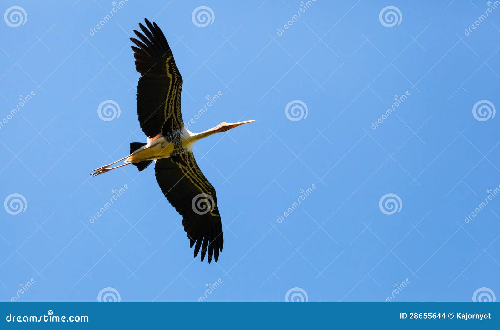 Underneath of Painted Stork (Mycteria Leucocephala ) Bird Stock Photo ...