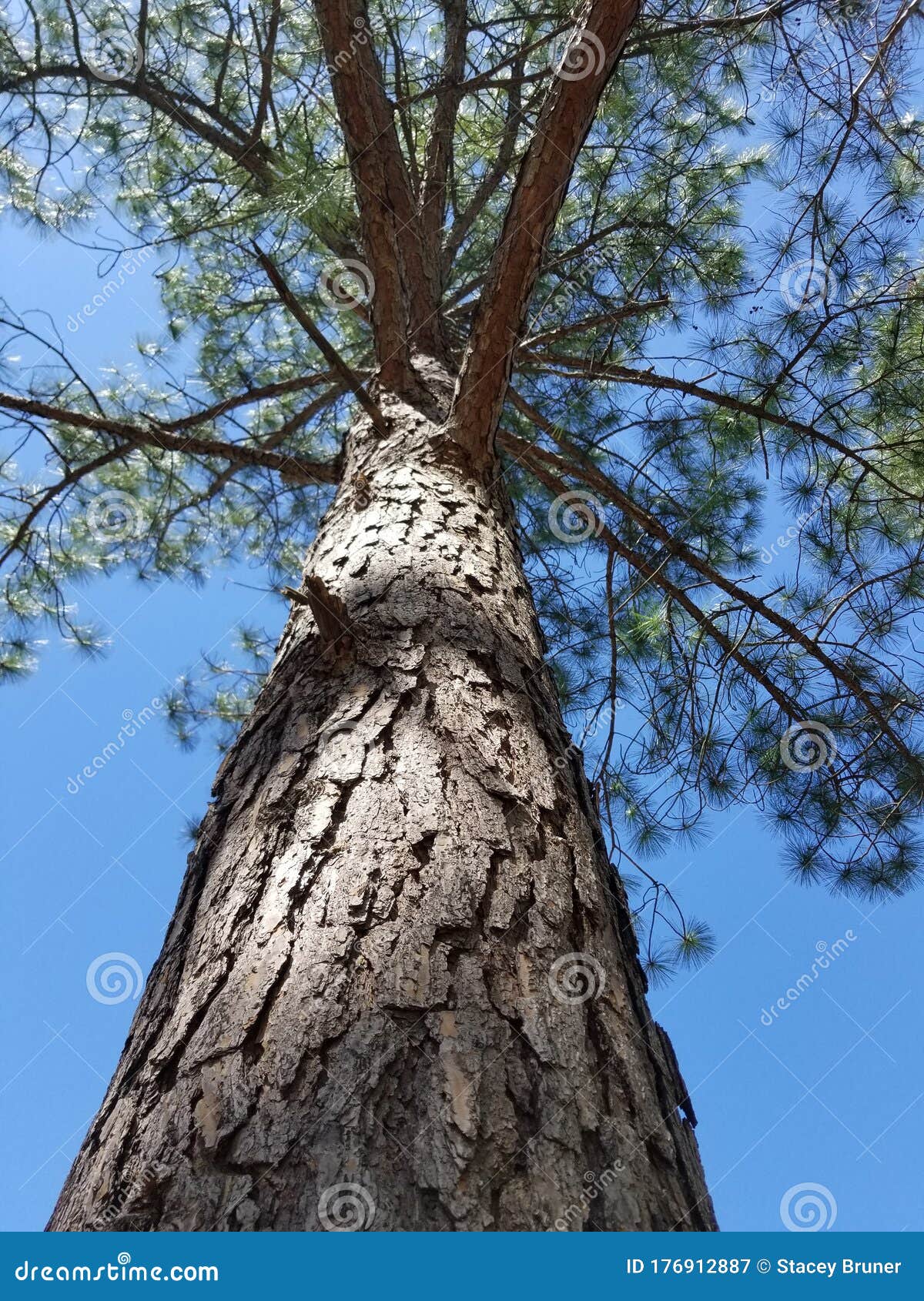 Underneath pine tree stock image. Image of underneath - 176912887