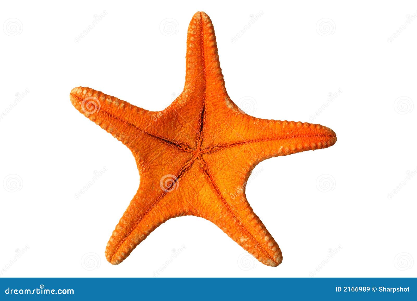 Underneath starfish. stock image. Image of texture, aquatic - 2166989