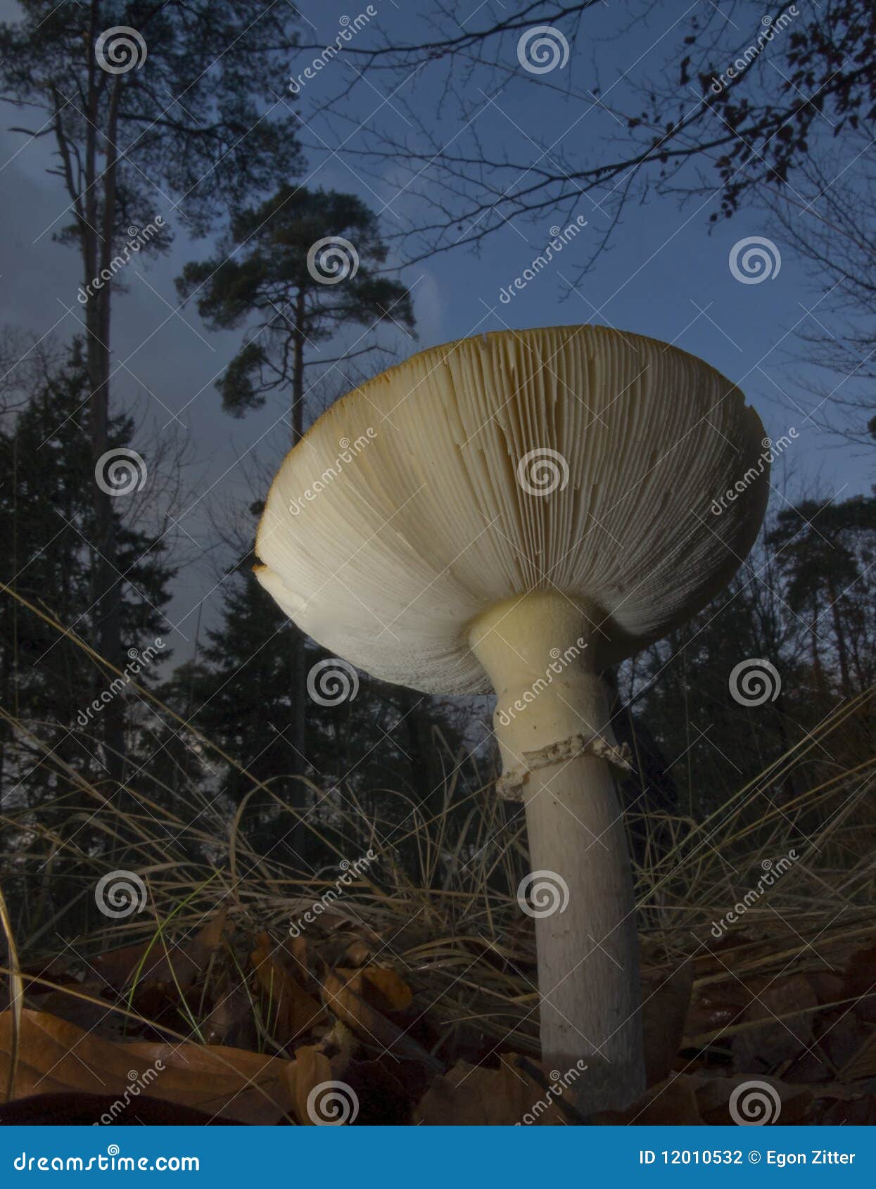 Underneath the toad stool stock photo. Image of water - 12010532