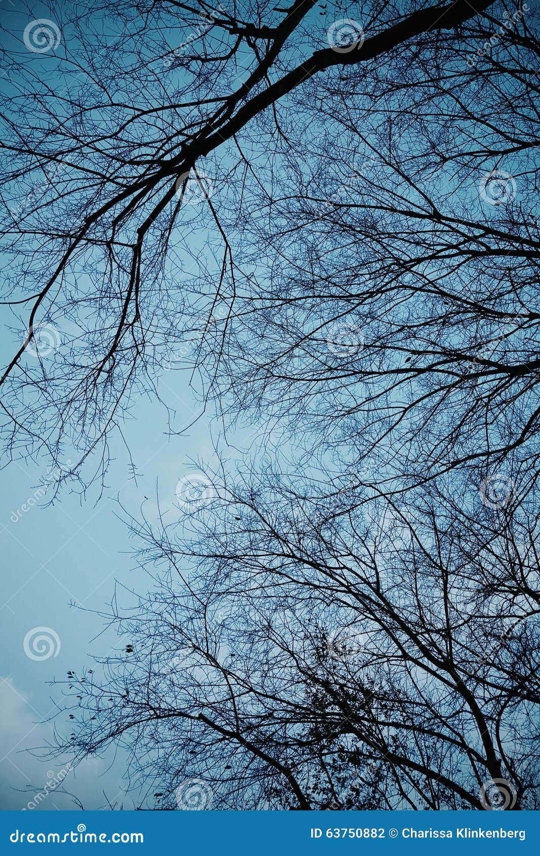 Underneath the trees stock photo. Image of quiet, trees - 63750882