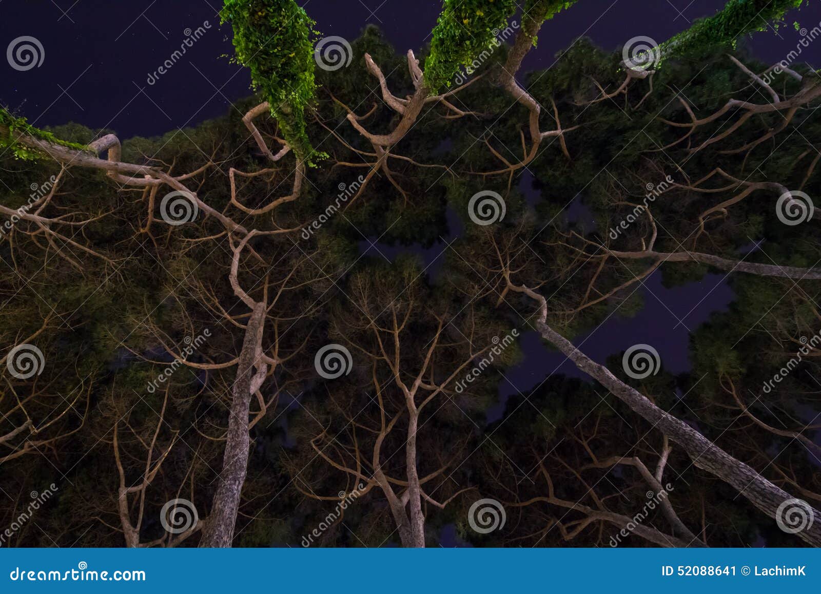 Underneath Trees stock image. Image of tall, underneath - 52088641