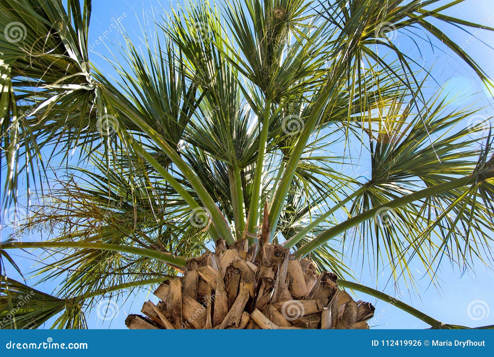 Underneath a Tropical Palm Tree Stock Photo - Image of sunlight, plant ...