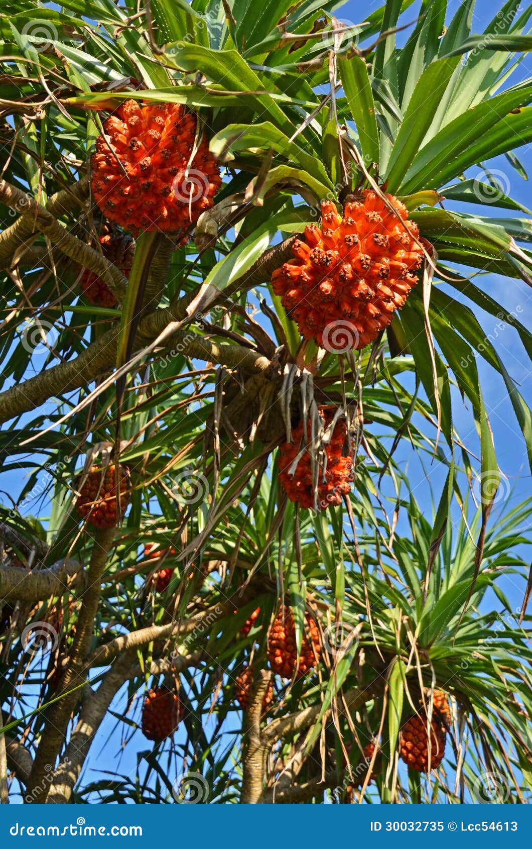 Pandanus tree stock image. Image of blue, tropical, summer - 30032735