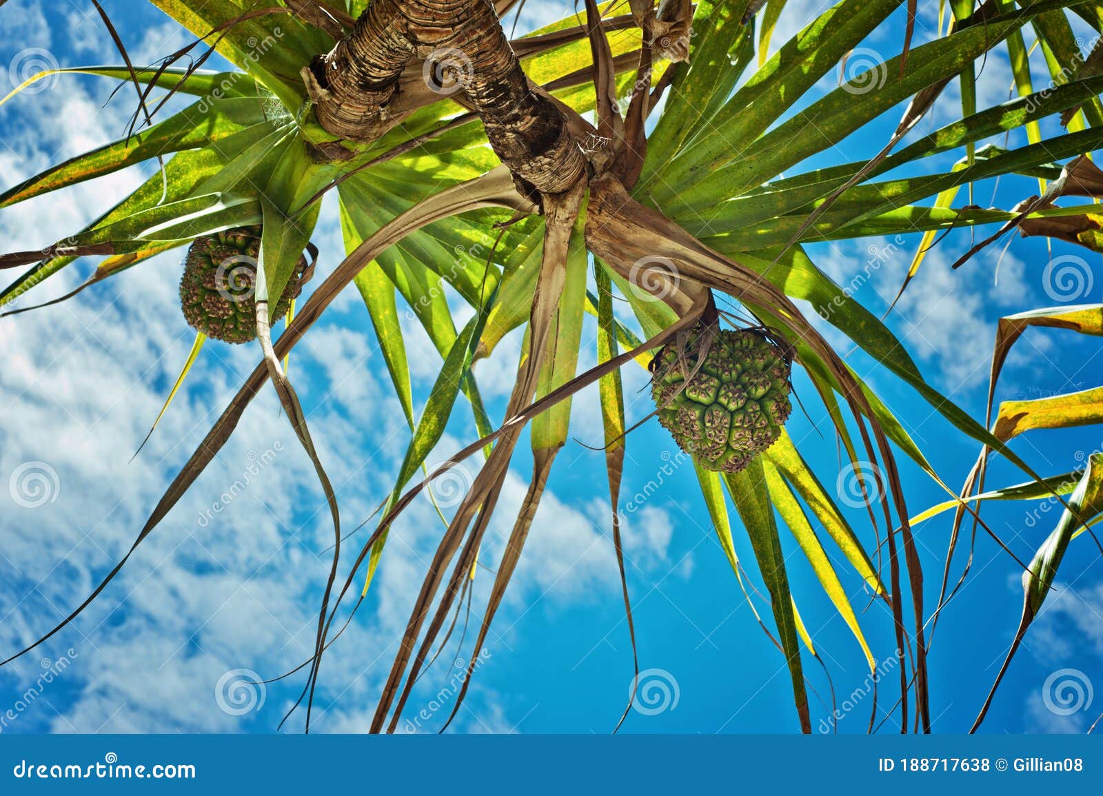 Pandanus tree with fruit stock photo. Image of view - 188717638