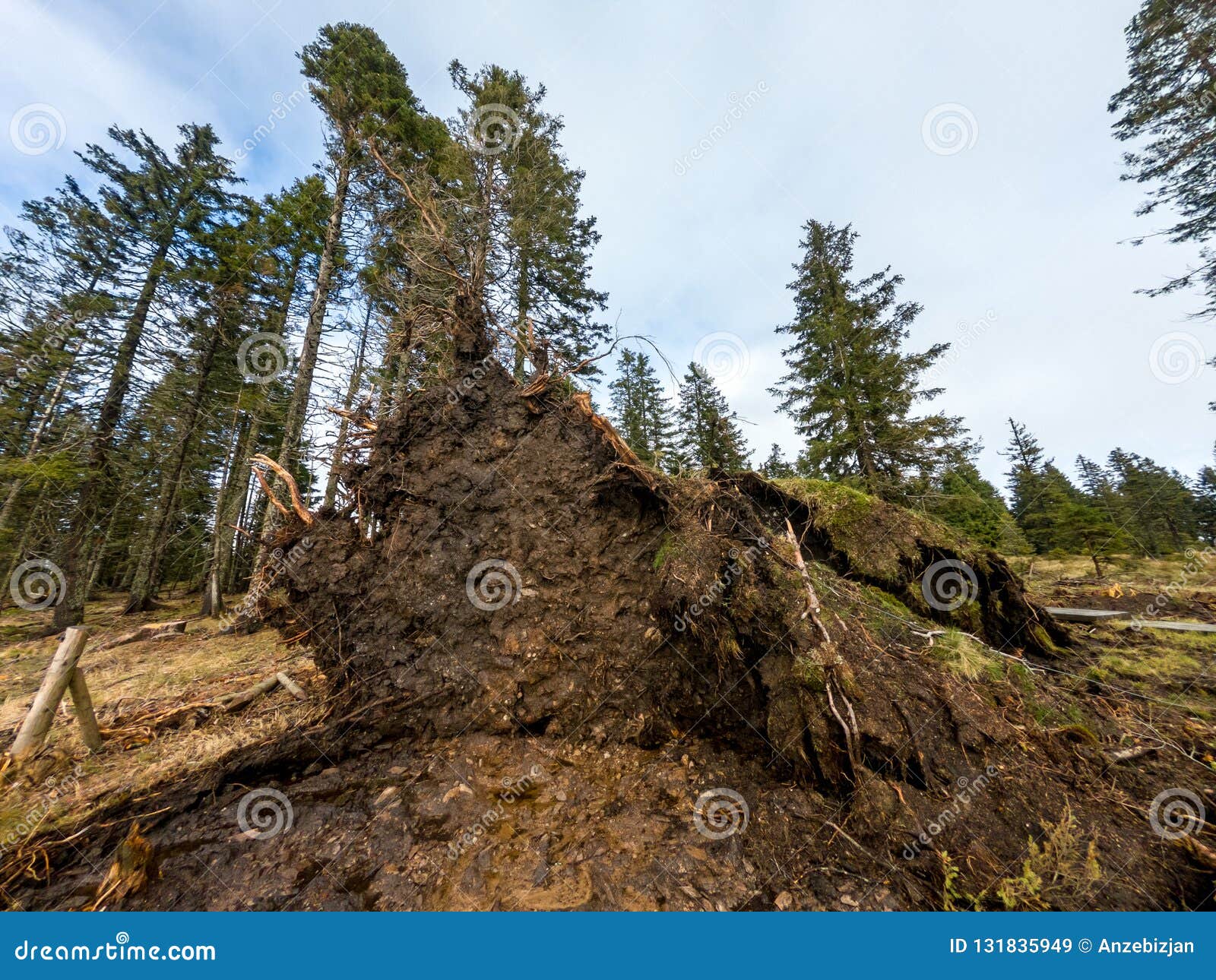 The Roots Of The Wind-blown Tree Stock Image | CartoonDealer.com #198356407