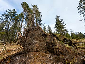 Underneath View of Pine Tree Roots after Wind Storm. Stock Image ...