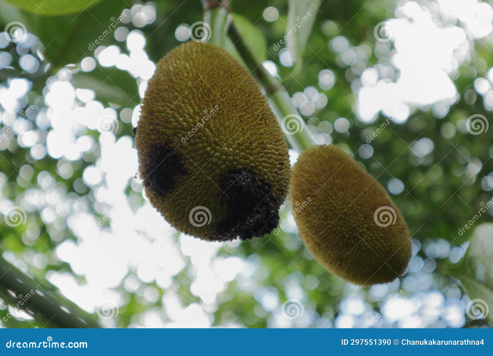 Underneath View of a Spoiled Young Jackfruit Affected with a Jack Tree ...
