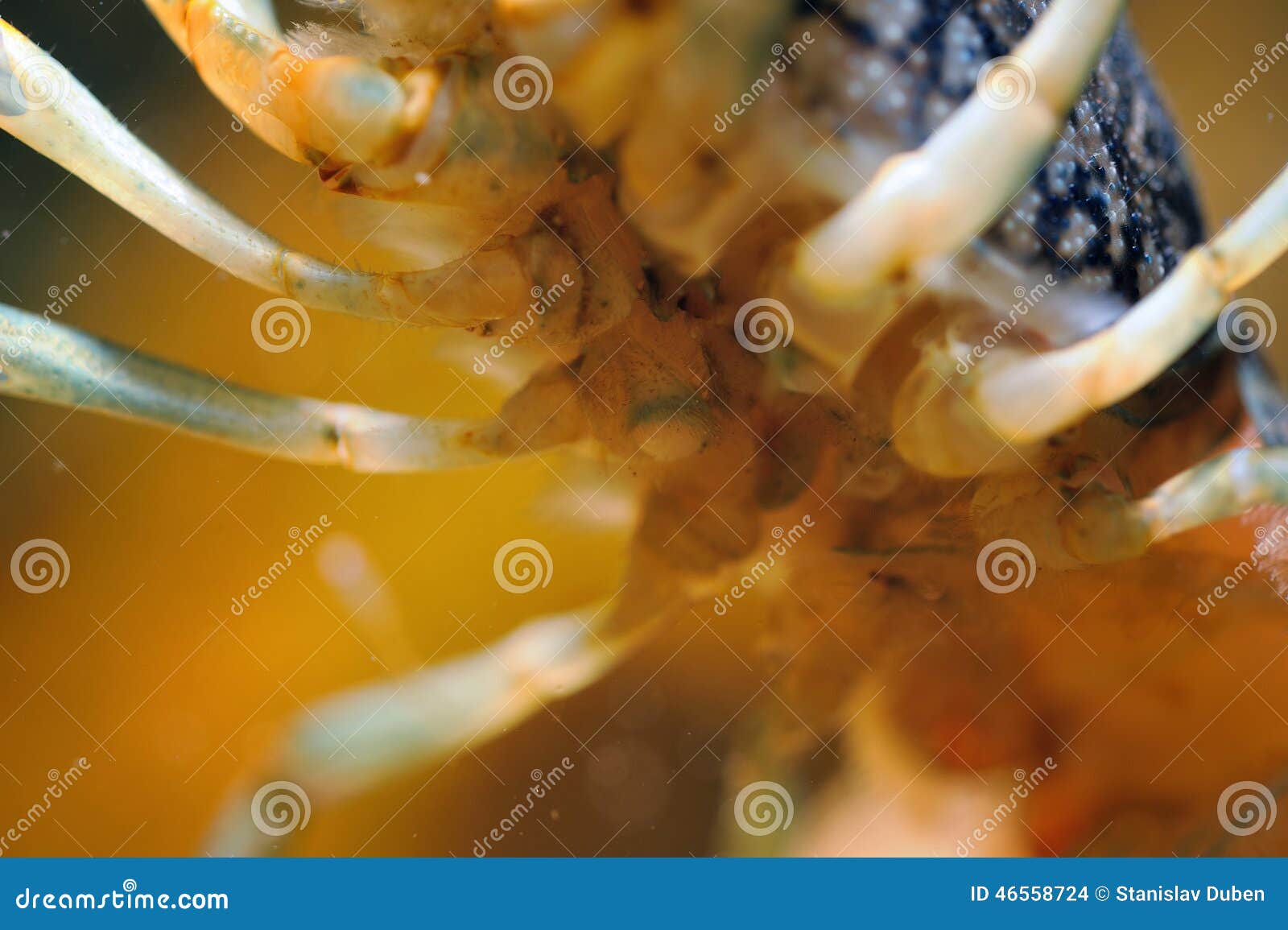 Underneath View To Crayfish Legs Stock Photo - Image of freshwater ...