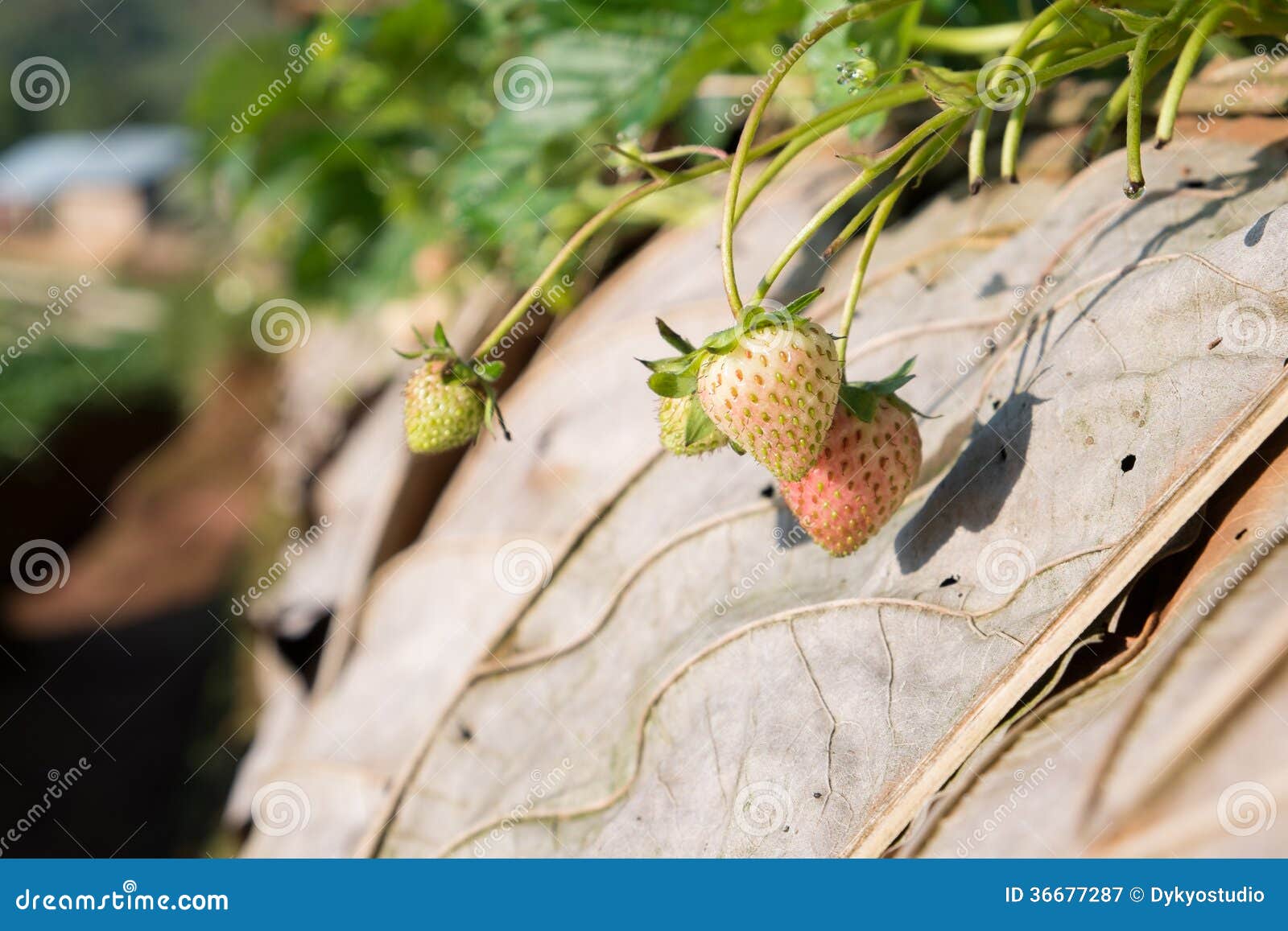 Underripe Strawberry stock image. Image of juice, farm - 36677287