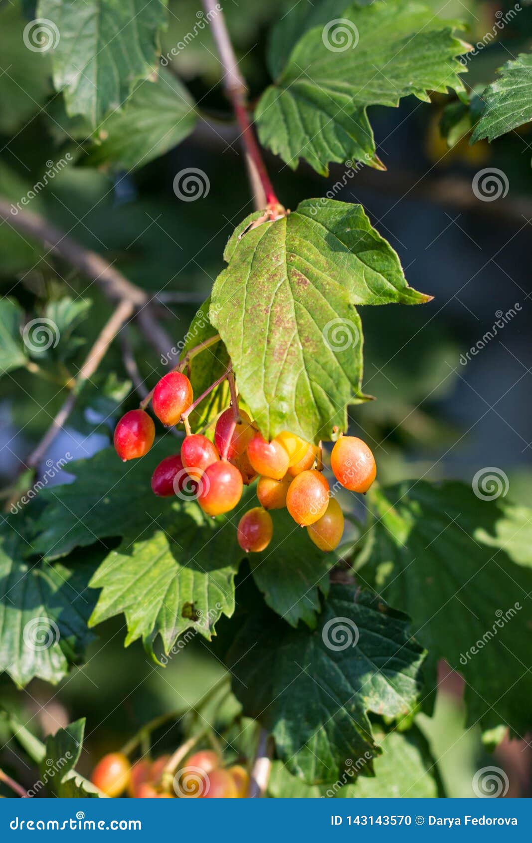 Underripe Green Fruit Seed Maple Samaras, Maple Keys, Helicopters ...