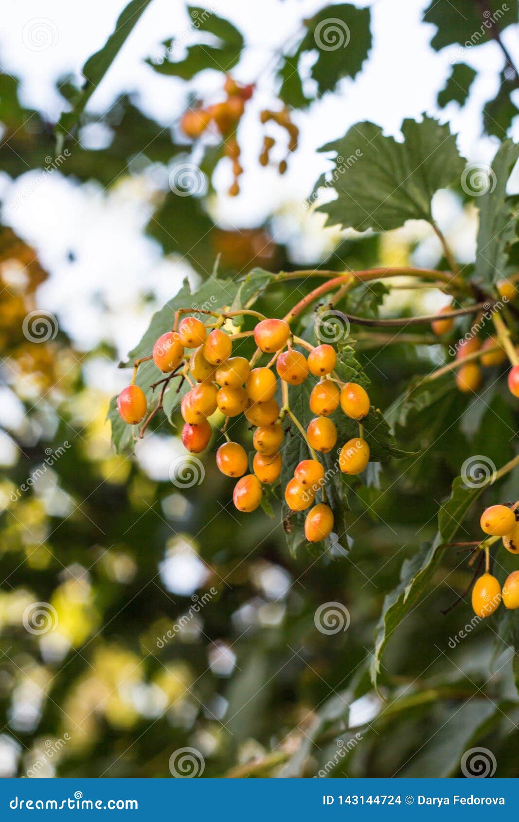 Underripe Viburnum Bunches on the Tree in the Garden Stock Photo ...