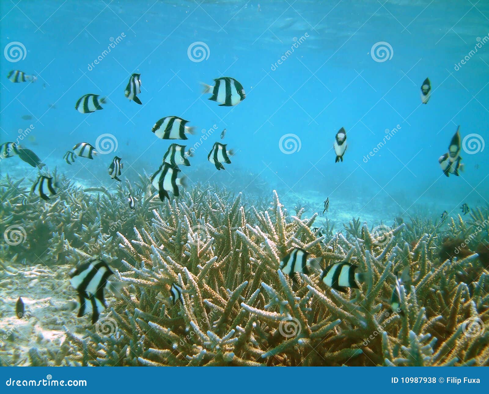 Undersea life on coral stock photo. Image of salt, grand - 10987938