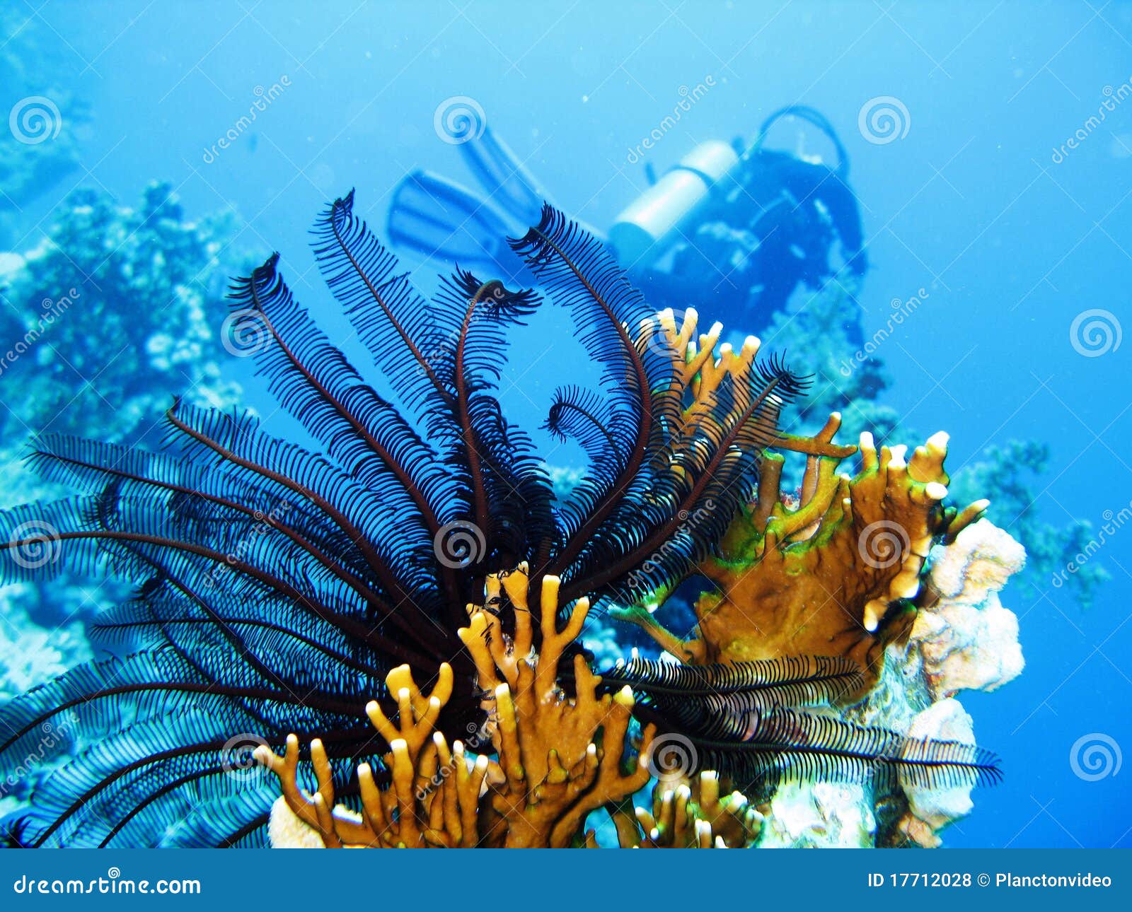 Undersea scene stock photo. Image of depth, coral, blue - 17712028