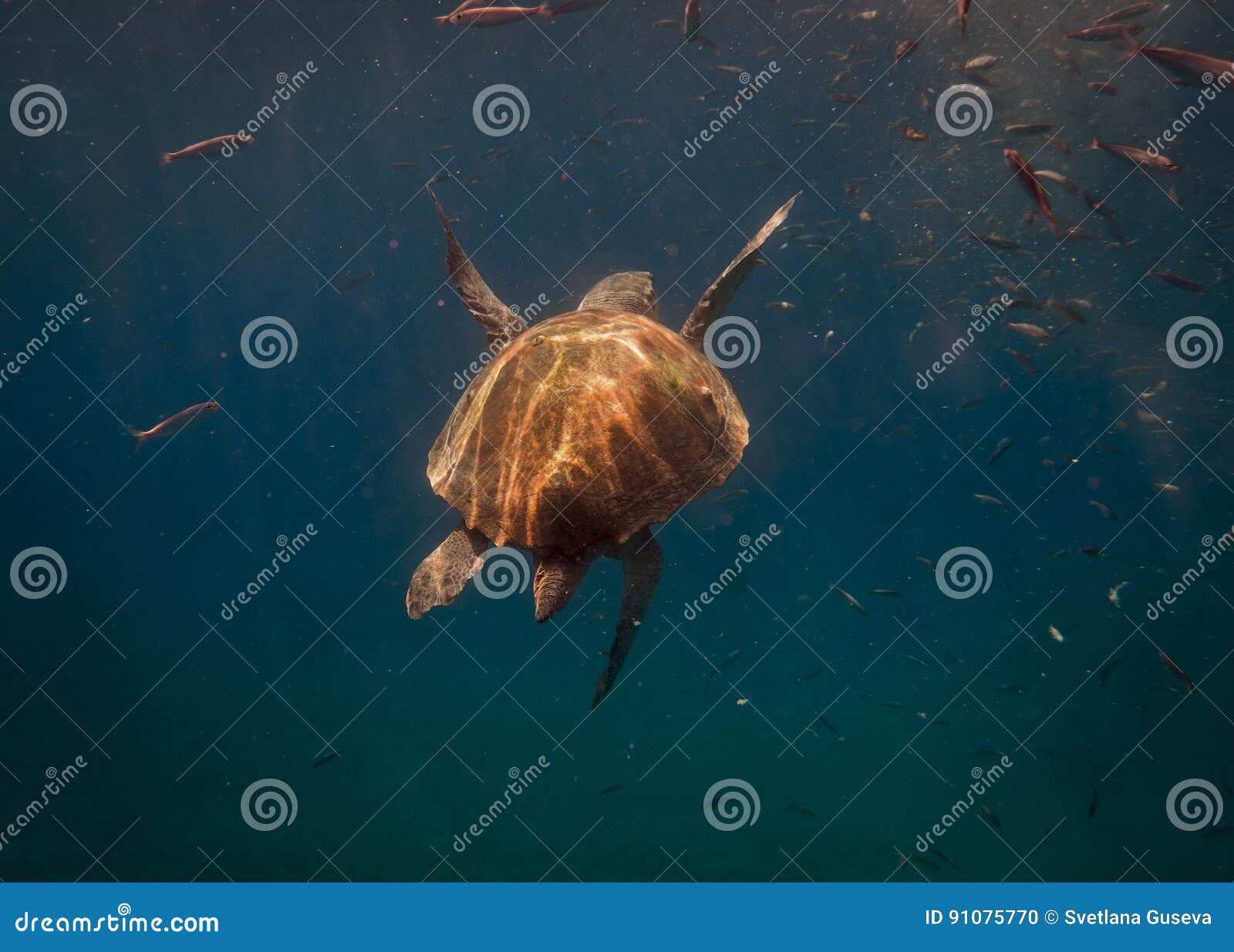 Undersea world. Sea turtle stock photo. Image of tortoise - 91075770