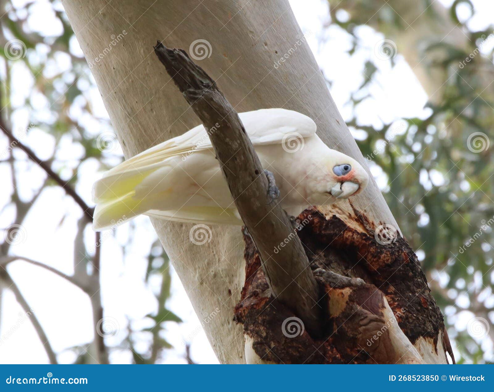 Undershot of a Corella Perched on a Tree Branch and Looking Down ...