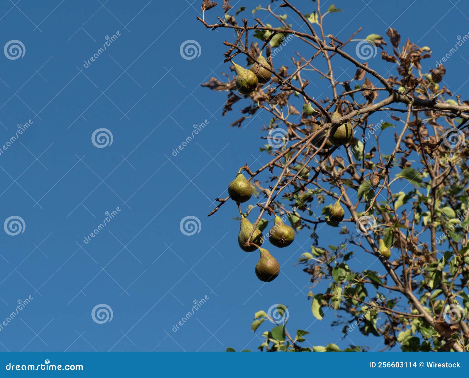 Undershot of a Pear Tree Fruits on the Branch with the Sky in the ...
