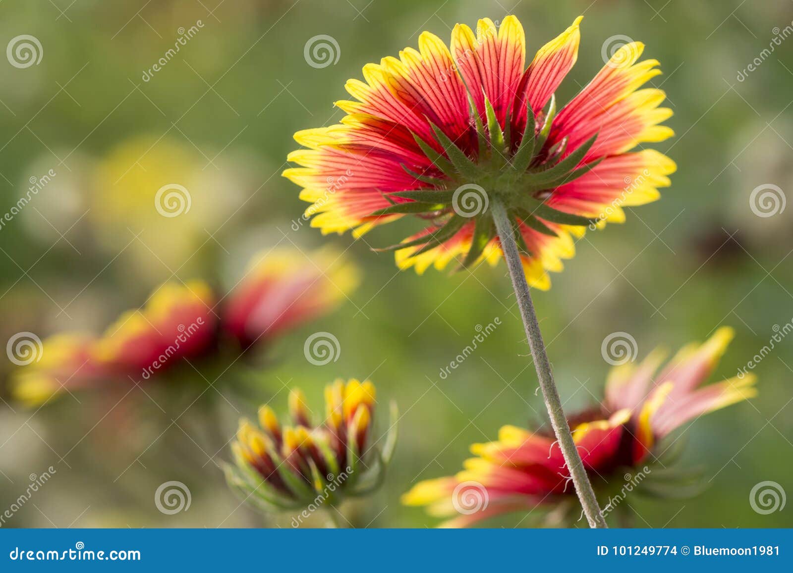 Underside of Beautiful Back-lit Flowers in Full Blooming Stock Photo ...