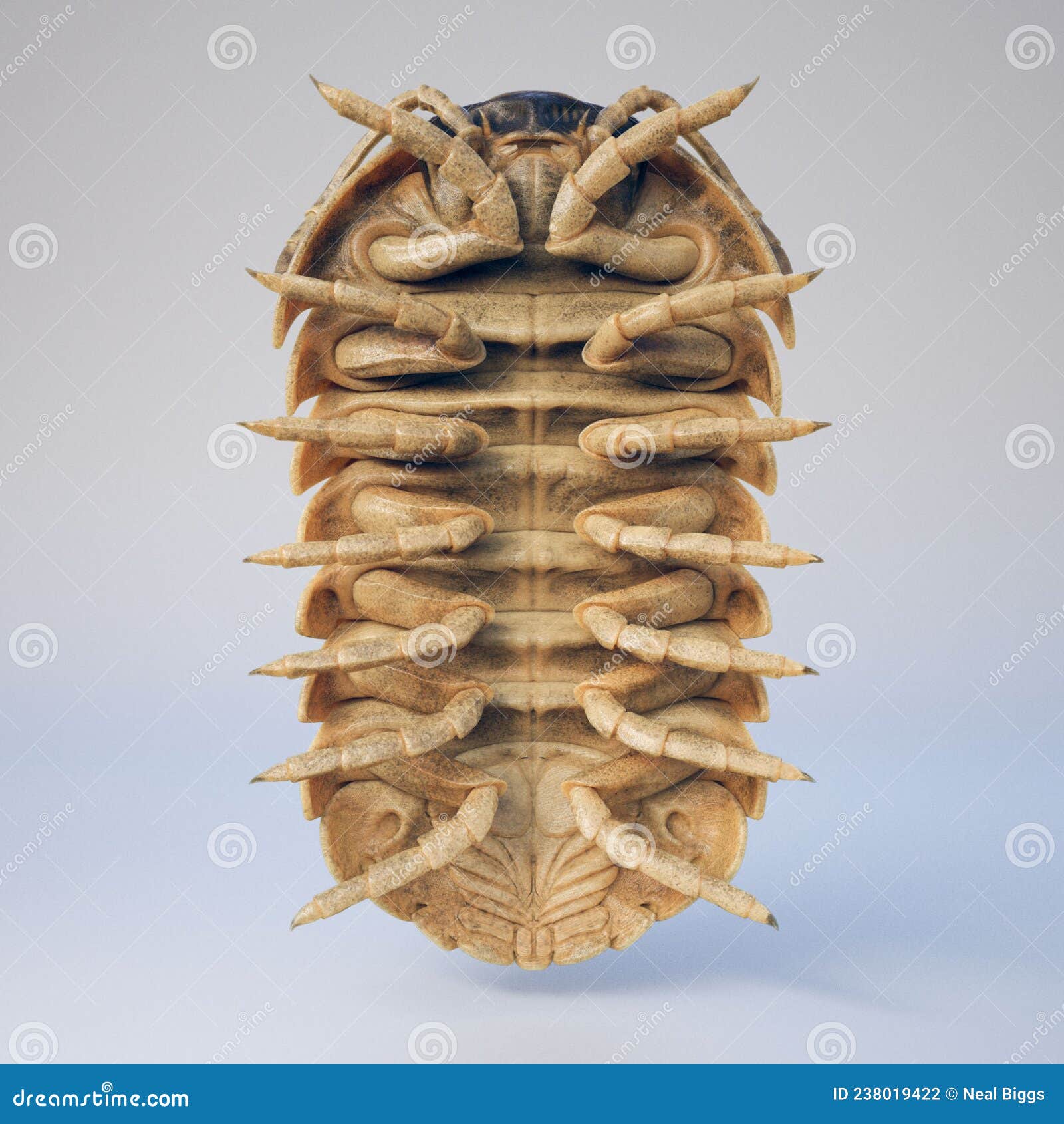 Full Underside View of Roly Poly Pill Bug Isopod Stock Illustration ...