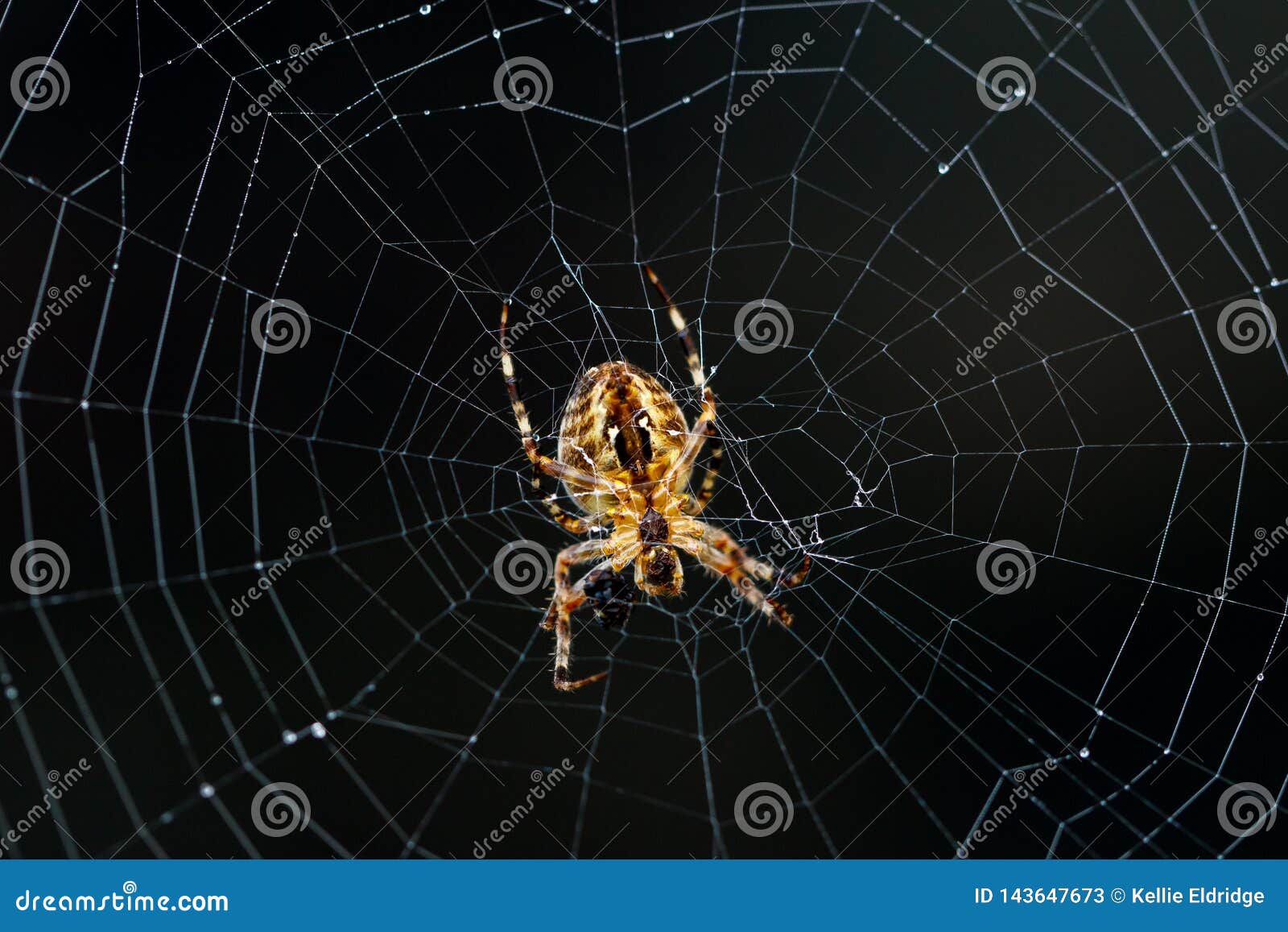 Underside Closeup of a Pumpkin Spider Marbled Orb-weaver on a Web with ...