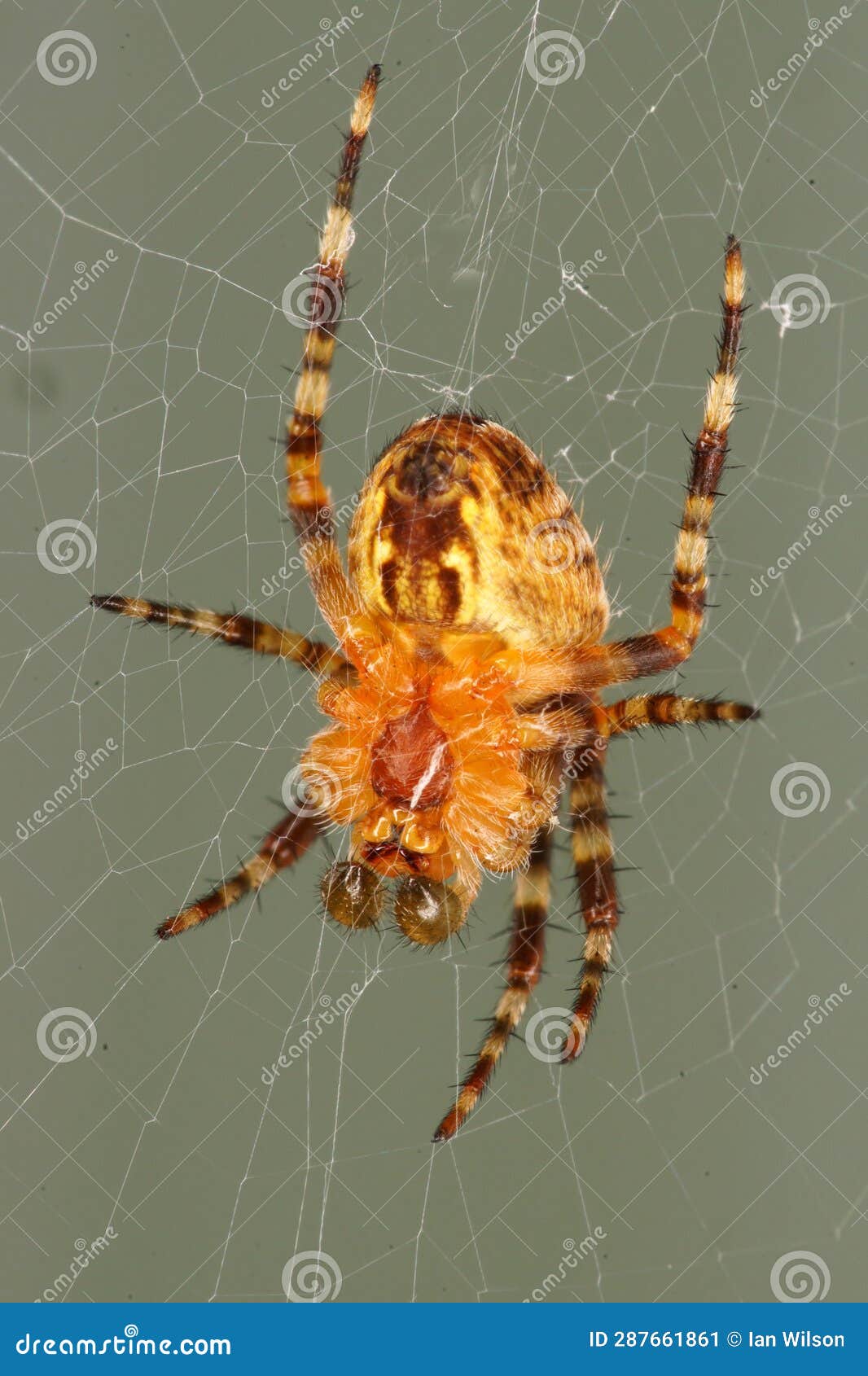 Underside of a Common Garden Spider on a Web Stock Image - Image of ...