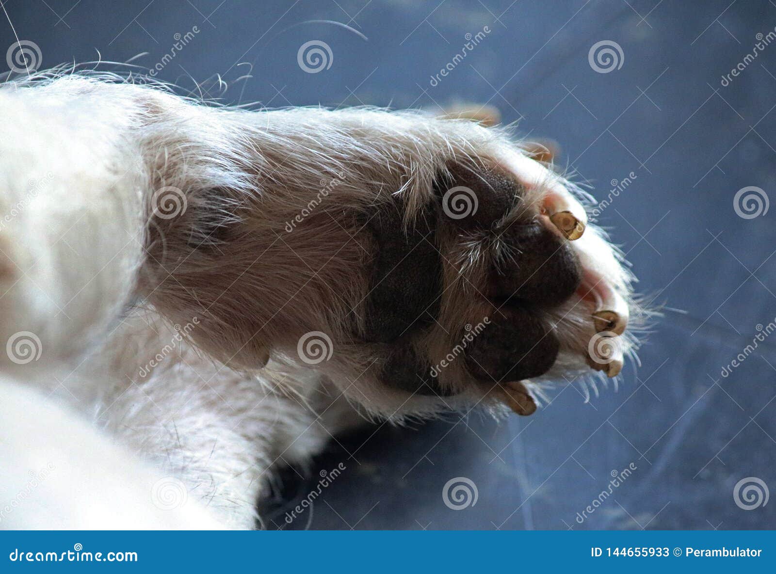 UNDERSIDE of a DOG`S PAW stock image. Image of close - 144655933