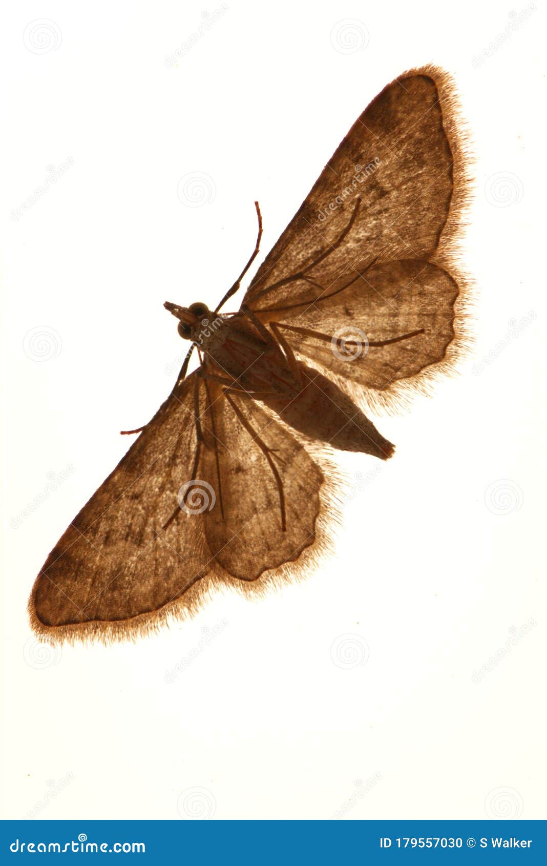 Dwarf Pug Moth, Eupithecia Tantillaria, Isolated. Stock Photo - Image ...