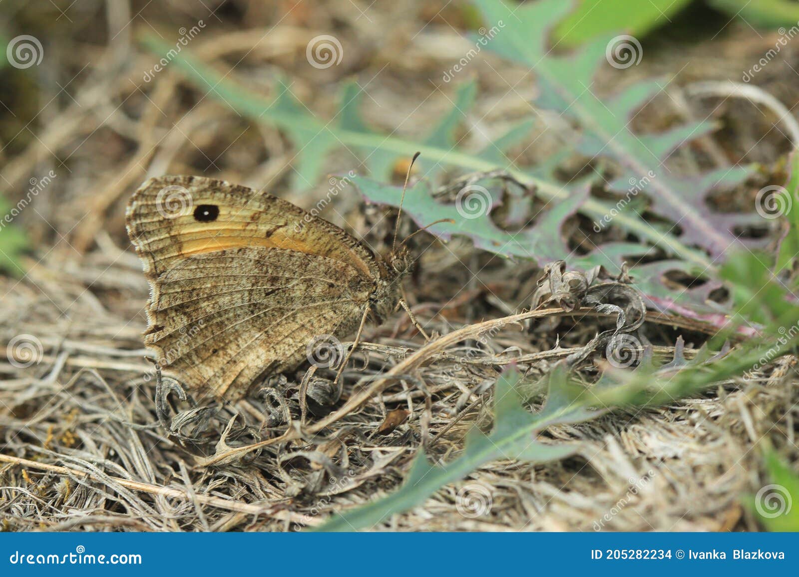 Grayling Butterfly, Hipparchia Semele Royalty-Free Stock Photography ...