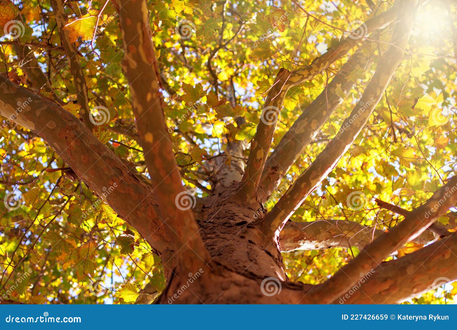 The Underside of a Golden Maple Tree S Leaves from the Bottom of the ...