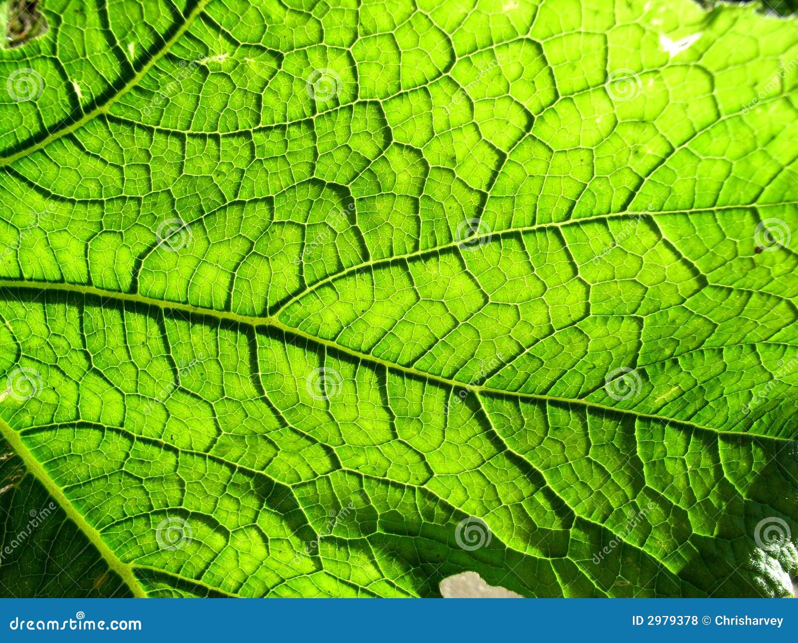 Underside of a Green Leaf 2 Stock Photo - Image of organic, tint: 2979378