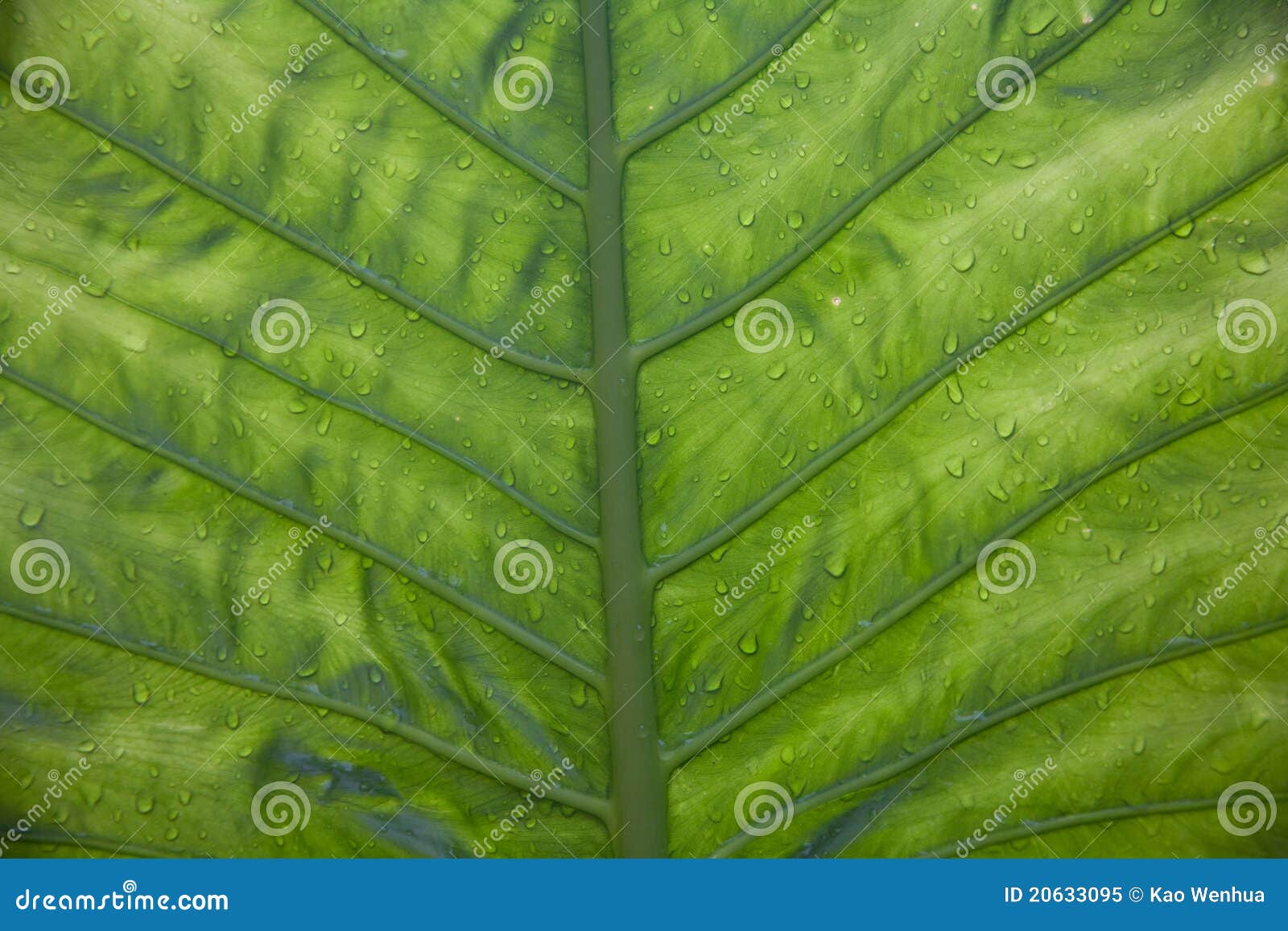 Underside of a Green Leaf stock image. Image of color - 20633095